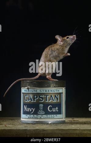 Small House Mouse of the species Mus musculus Stock Photo - Alamy