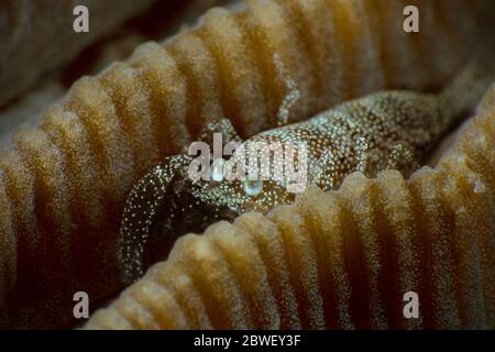 Scorpion shrimp (Metapontonia scorpio) symbiotic coral Goniastrea, size ...
