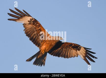 The Red Kite bird also known as the Milan Royal and here seen in flying ...