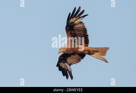 The Red Kite bird also known as the Milan Royal and here seen in flying ...
