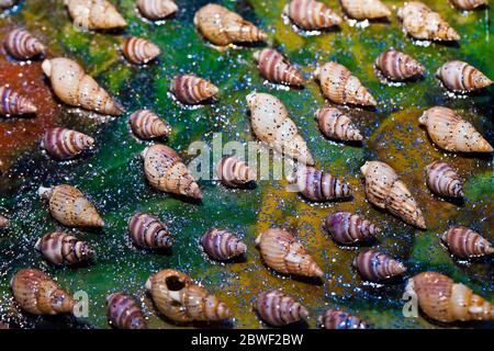 Abstract Decorative Dry Seashells Natural Concept Photo Stock Photo - Alamy