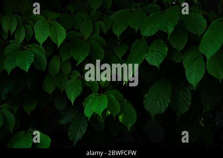 Deep green leaves texture with dark forest background Stock Photo - Alamy