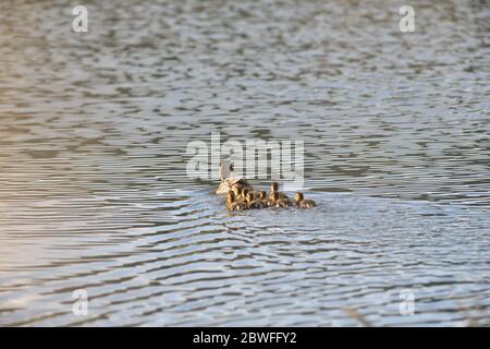 Flock of small duck babies floating on the pond Stock Photo - Alamy