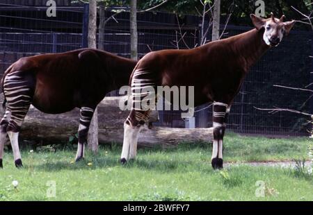 Okapi, Okapia johnstoni, also known as the Forest or Congolese Giraffe ...