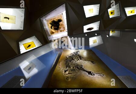 oil shale in messel Stock Photo - Alamy