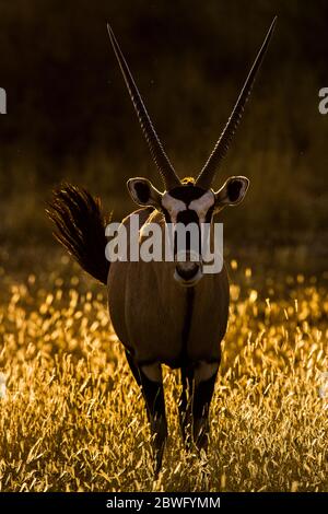 Male Gemsbok Antelope in the Kgalagadi Transfrontier Park, Southern ...