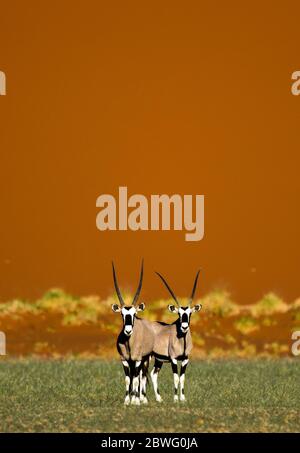 Gemsbok or Oryx (Oryx gazella) standing looking at the camera in ...