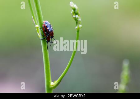 Small Insects on Asparagus Stock Photo - Alamy