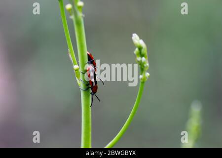 Small Insects on Asparagus Stock Photo - Alamy