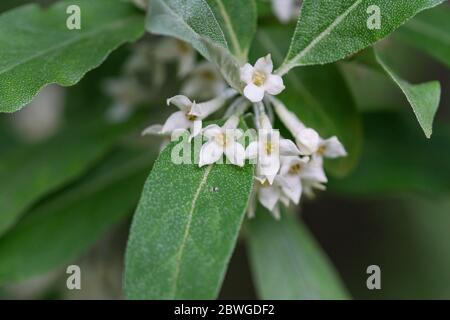Autumn Olive Tree Flowers, Elaeagnus umbellata, Elaeagnaceae, Japan ...
