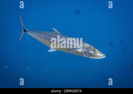 Narrow Barred Spanish Mackerel, Scomberomorus commerson, Fibacet ...