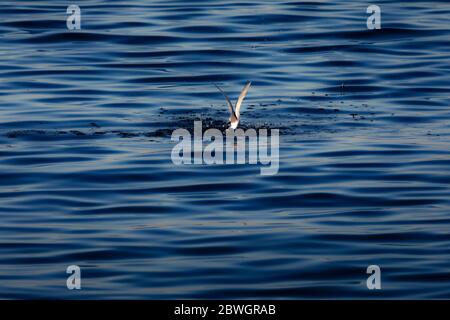 A tern, diving for food in Weymouth Bay, Dorset. Picture date ...