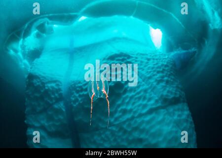 Arctic comb jelly or sea nut, Mertensia ovum, and iceberg, Tasiilaq ...