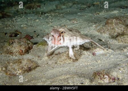 rosy-lipped batfish, Ogcocephalus porrectus, Cocos Island National Park ...