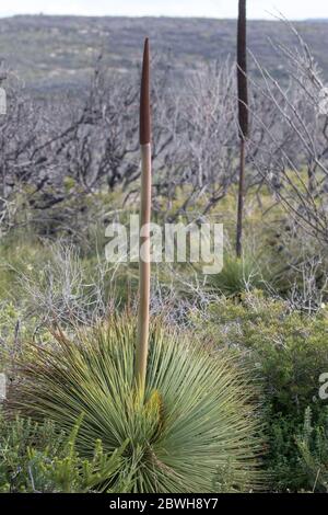 Oval Grass Tree Xanthorrhoea resinifera Australia Stock Photo - Alamy