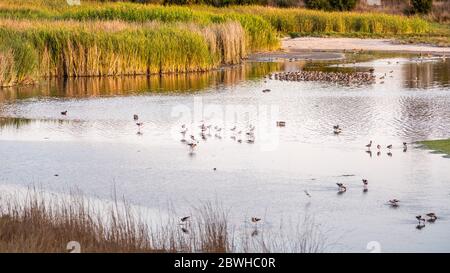 A group of Avocet resting in lake early in the morning Stock Photo - Alamy