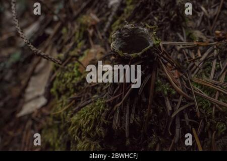 The turret of the California turret spider (Atypoides riversi) a type ...