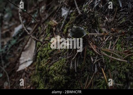 California Turret Spider (Atypoides riversi Stock Photo - Alamy