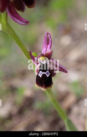 Ophrys reinholdii, Eyed Bee Orchid. Wild plant shot in the spring Stock ...