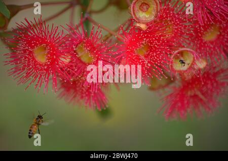 Australian bush flowers Stock Photo - Alamy