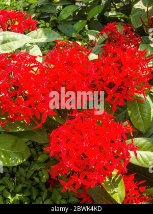 Beautiful red spike flower. King Ixora blooming (Ixora chinensis ...