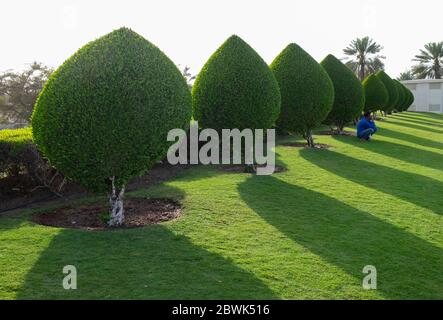 Row of oval shaped trees in Muscat, Sultanate of Oman Stock Photo - Alamy