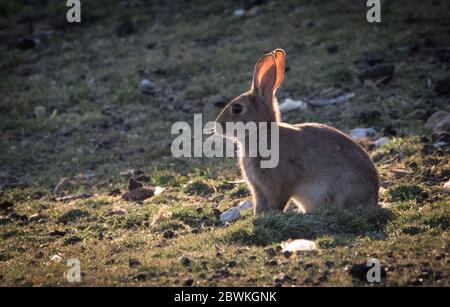 European rabbit / common rabbit (Oryctolagus cuniculus) running fast in ...