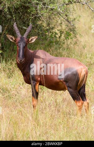 Topi, or Tsessebe as they are known in Southern Africa, are the fastest ...