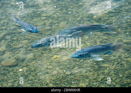 The blue Tilapia (Oreochromis aureus), a fish in the family Cichlidae ...