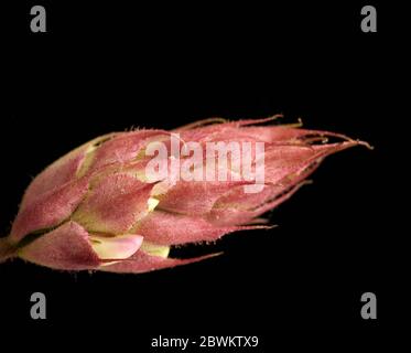 Pink Robinia flowers close up. Purple acacia Stock Photo - Alamy