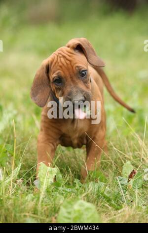 Young Rhodesian Ridgeback standing in flower garden Stock Photo - Alamy