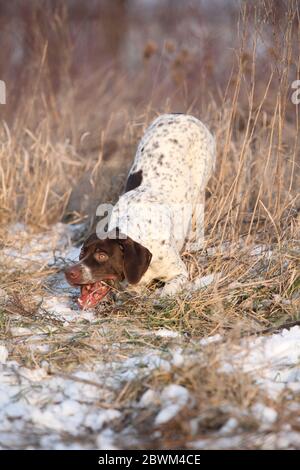 Beautiful French Pointing Dog playing in winter Stock Photo - Alamy