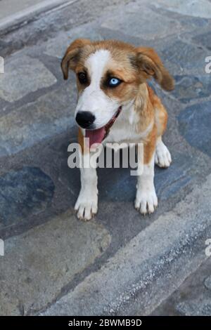 Stray dog with blue eye Stock Photo - Alamy