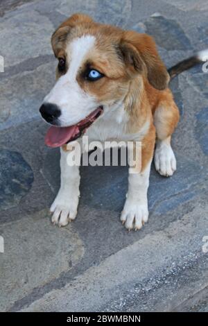 Unique stray dog with different eye colors Stock Photo - Alamy