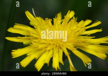Cat's Ears Flowers Stock Photo - Alamy