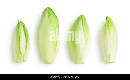 Fresh endive (Cichorium endivia) with beautiful soft green leaves ...
