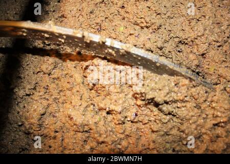 Greece, Attica, olive paste in malaxation tank during extra virgin ...