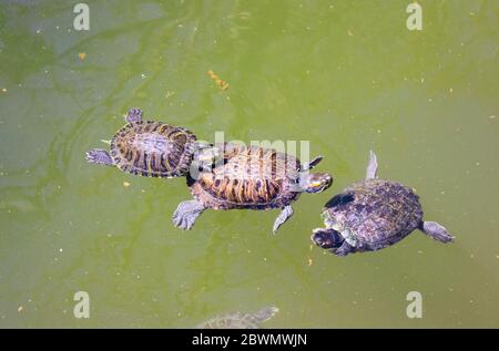Lake with turtles in the National Gardens of Athens in Greece Stock ...