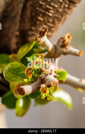 Nature rebirth with small ficus leaves emerging Stock Photo - Alamy