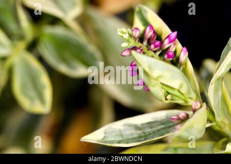 Hebe x franciscana Variegata Shrubby veronica Silver Queen – tiny ...