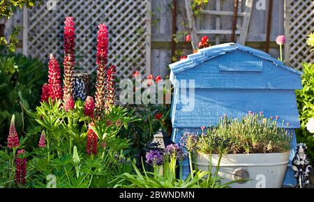 Flowering Summer garden border featuring the peach and purple tones of ...