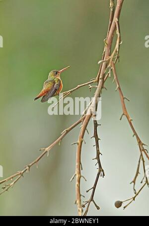 Cinnamon Hummingbird (Amazilia rutila corallirostris) adult perched on ...