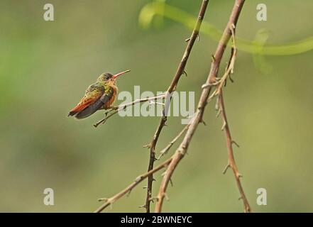 Cinnamon Hummingbird (Amazilia rutila corallirostris) adult perched on ...