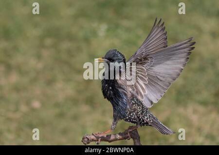 Flying Common Starling; Sturnus vulgaris Stock Photo - Alamy