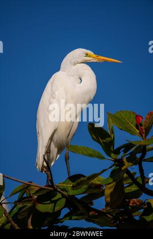 White Heron at Araçatiba Lagoon, Maricá, Brazil Stock Photo - Alamy