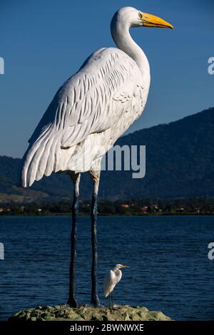 White Heron at Araçatiba Lagoon, Maricá, Brazil Stock Photo - Alamy