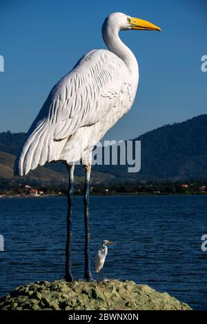 White Heron at Araçatiba Lagoon, Maricá, Brazil Stock Photo - Alamy