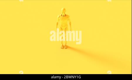 Yellow Skeletal Muscle System Anatomical Model 3d illustration 3d ...