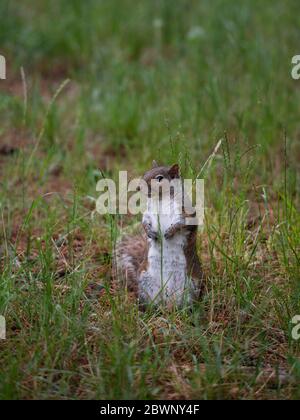 Free gray squirrel in an Italian forest, small rodent Stock Photo - Alamy