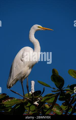 White Heron at Araçatiba Lagoon, Maricá, Brazil Stock Photo - Alamy